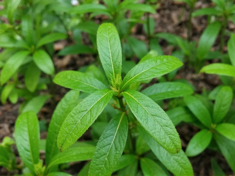 Foliage Plants: Ultimate Care Guide for Lush Indoor Gardens