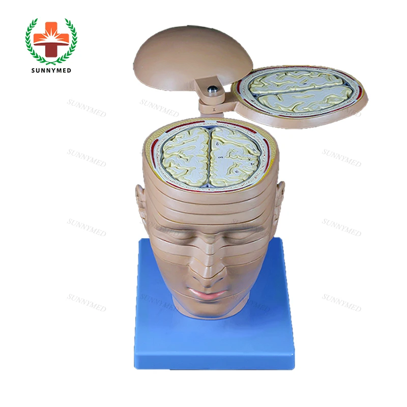 SY-N087 Cross-Sectional Brain Anatomical Model for Medical Teaching