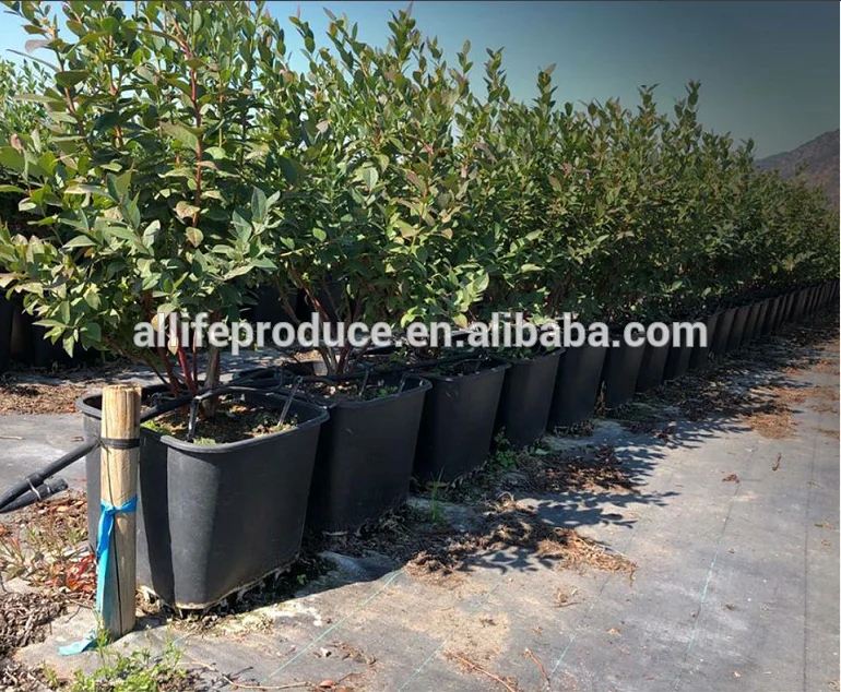 Efficient Blueberry Pots for Hydroponic Greenhouse Growing