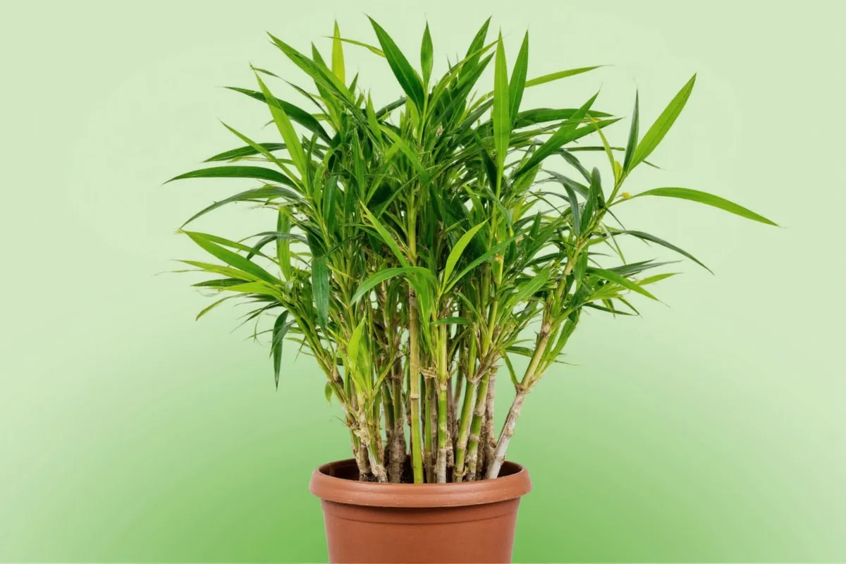 How to Grow Bamboo Plant: Complete Care Guide