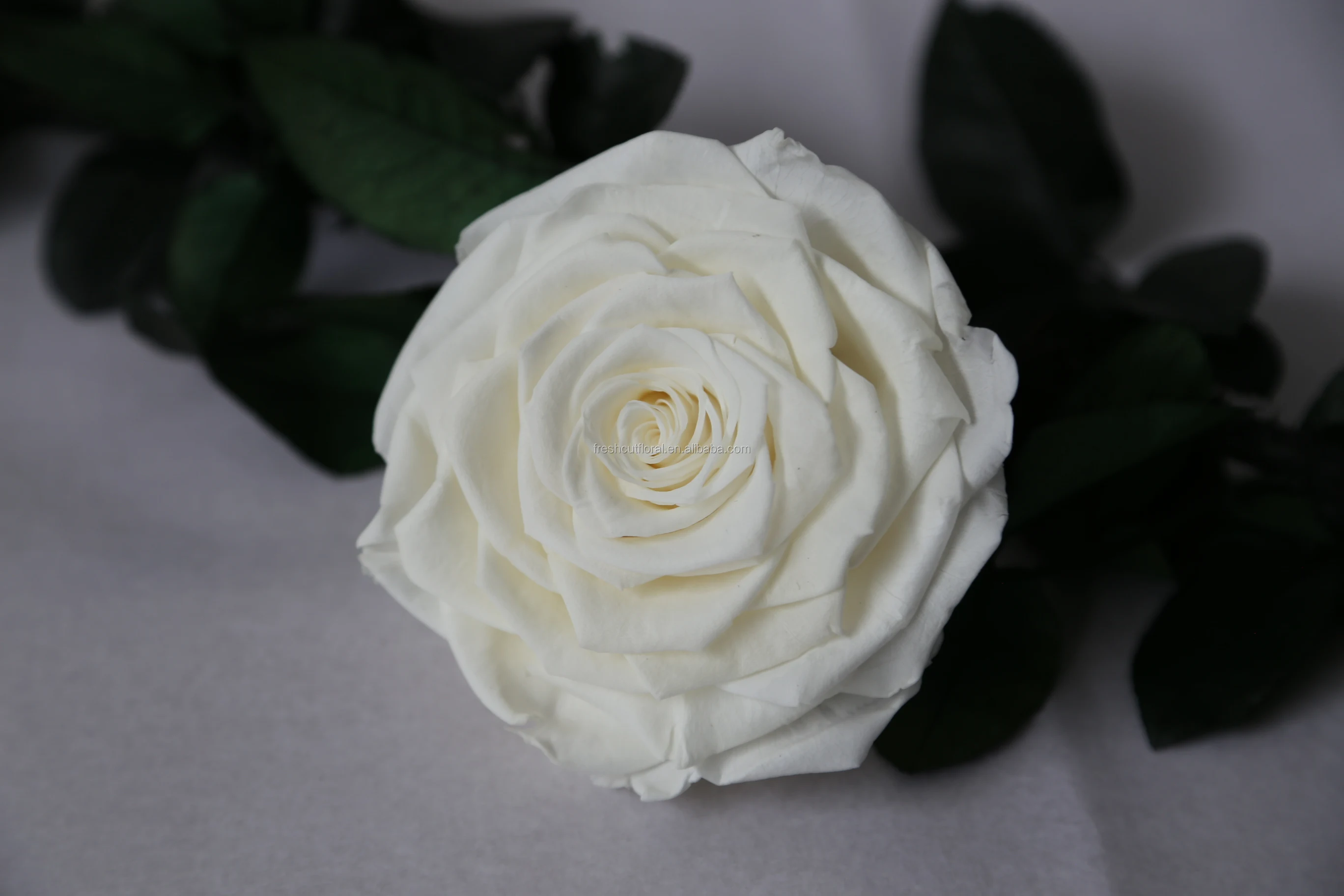 Top Quality Long Lasting Roses Real Preserved Roses Wholesale From ...