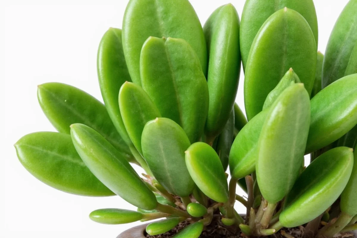What Does a Jade Plant Look Like? Key Features Revealed