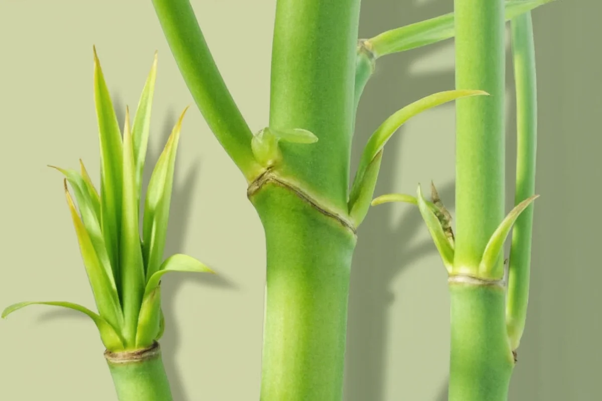 How to Grow Bamboo from Cuttings: Step-by-Step Guide