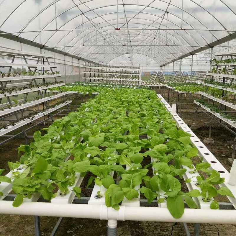 Hydroponic Floating Raft - Efficient Vegetable Growing