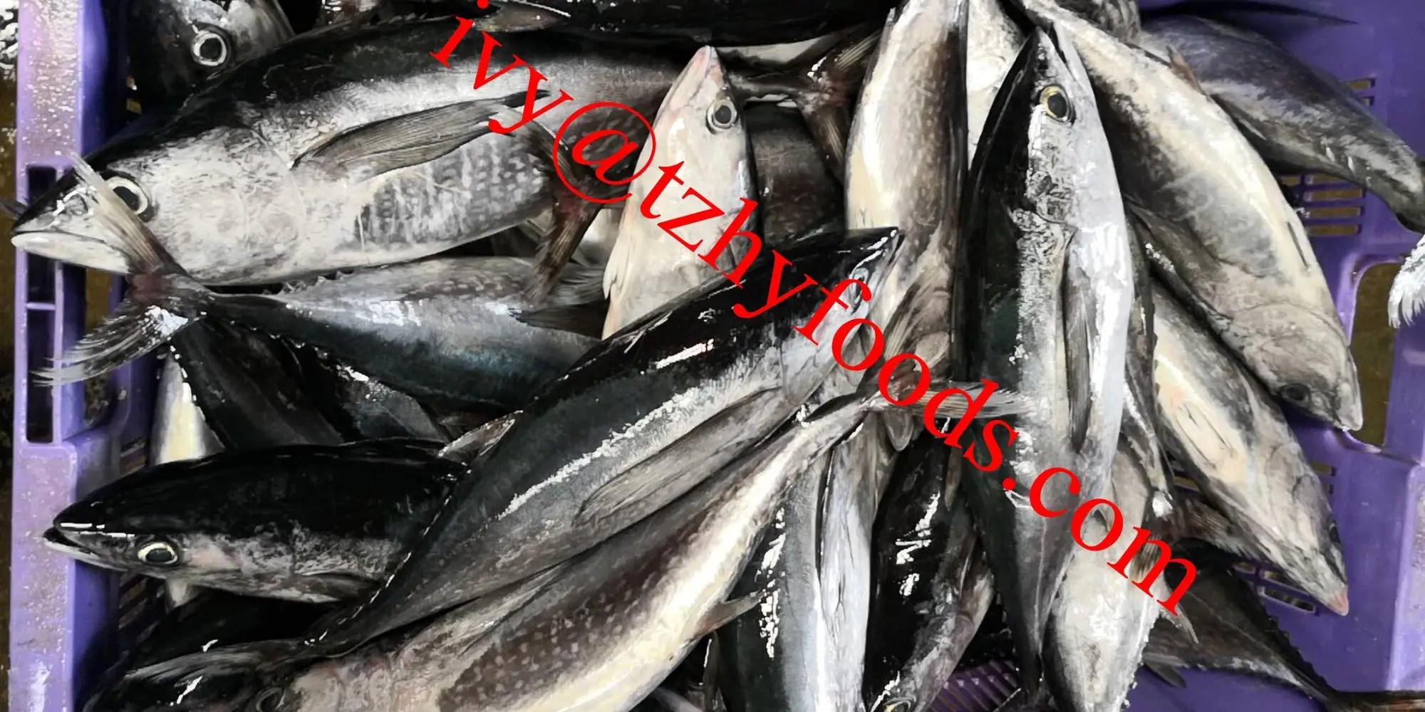 Frozen Fish Thunnus Tonggol Tuna Whole Round - Buy Long Lines Frozen ...