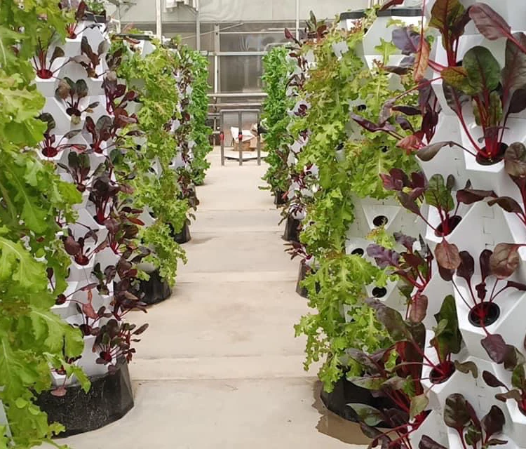 Hydroponic Growing System Pineapple Tower Hydroponics Garden Grow Kit ...