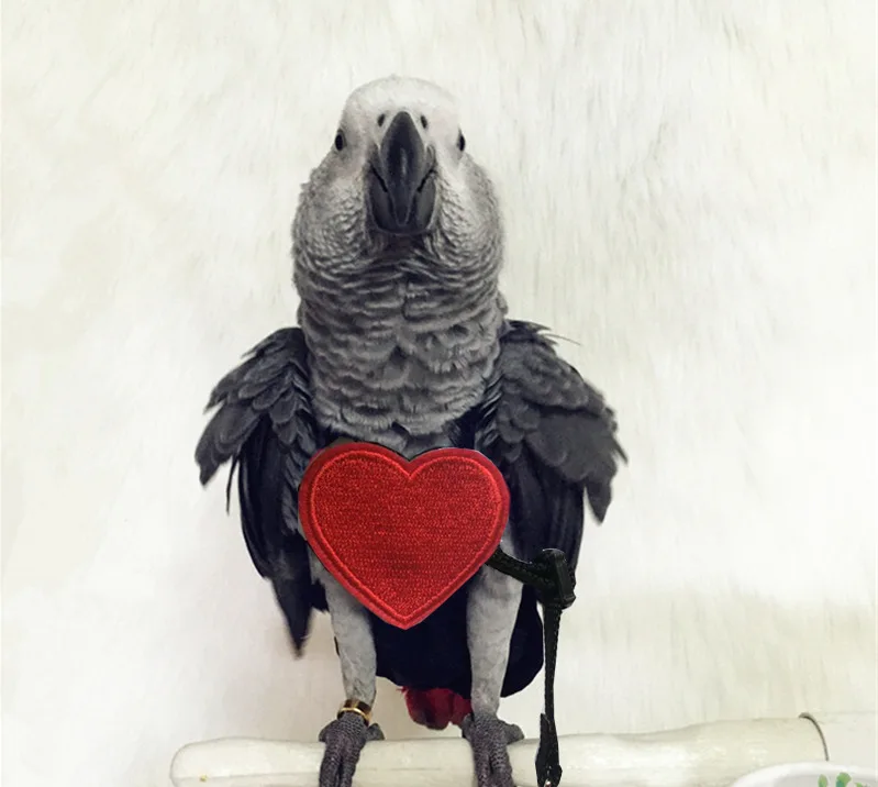 Bird Harness Parrot Leash Adjustable Bird Leash Parrot Pets Outdoor ...