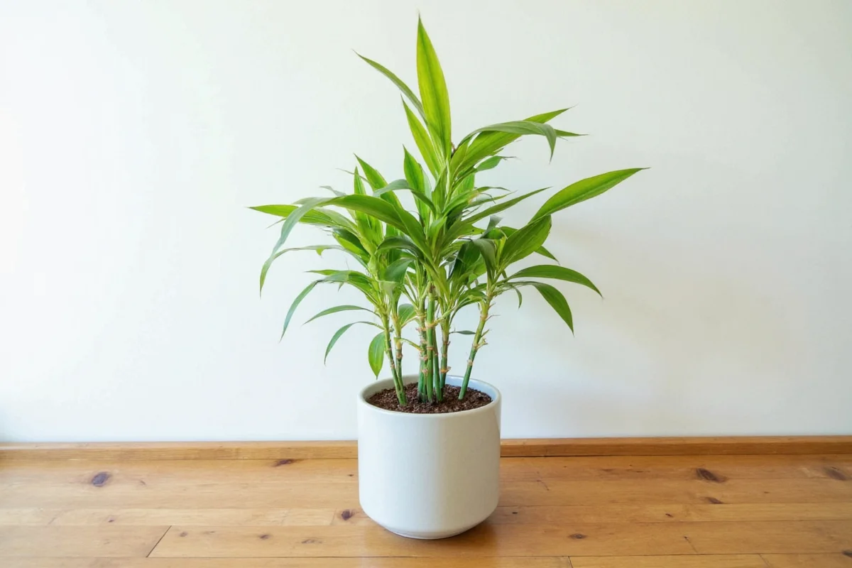 How to Take Care of Bamboo Plants: Complete Guide