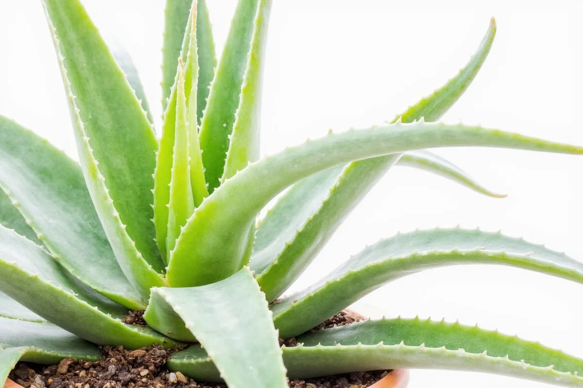 How to Care for Aloe Vera Plant Indoors
