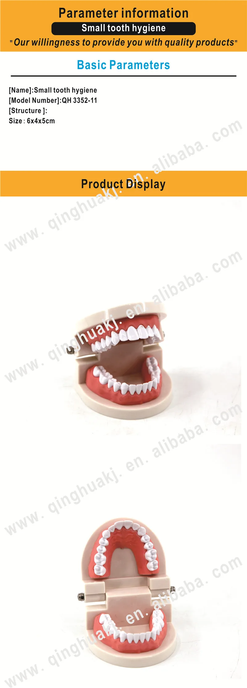Medical Small Dental Human Tooth Hygiene Model for Education