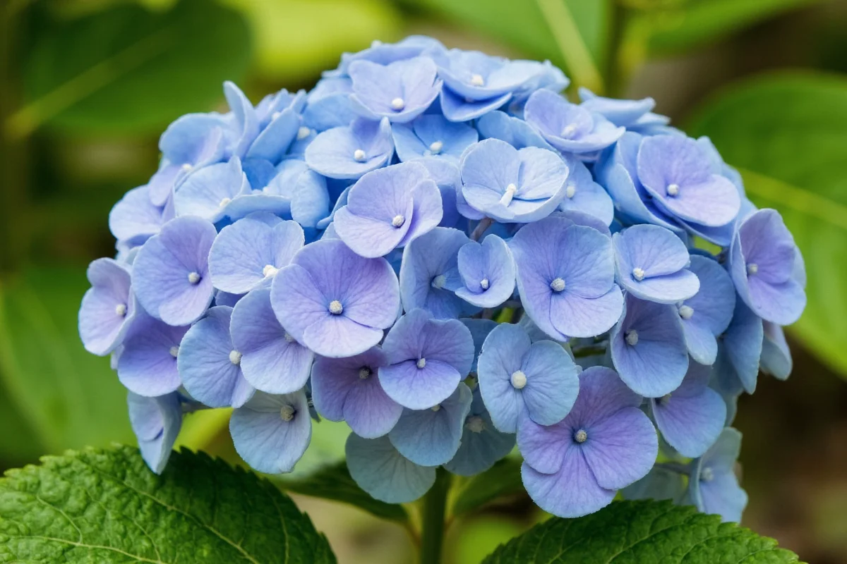 How to Care for a Hydrangea Plant: Complete Guide