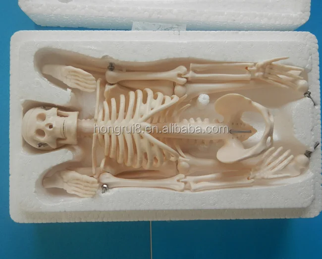 Mini Human Skeleton , Skeleton Model,45CM Mini Skeleton| Alibaba.com