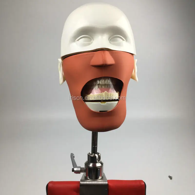 Dental Manikins Phantom Head Models For Dental Education Dental ...