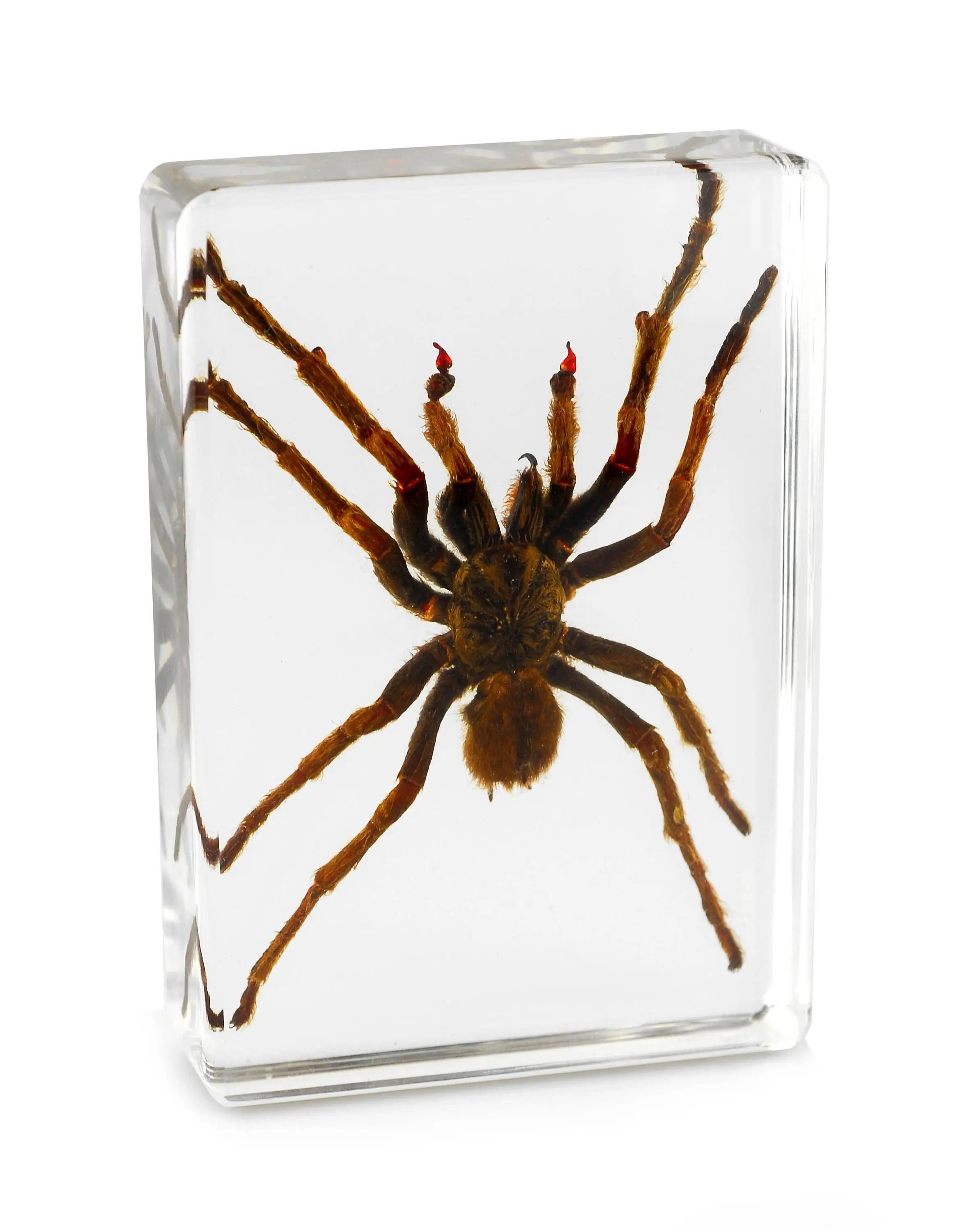 Tarantual Spider Specimen In Resin - Buy Tarantual Spider Specimen In ...