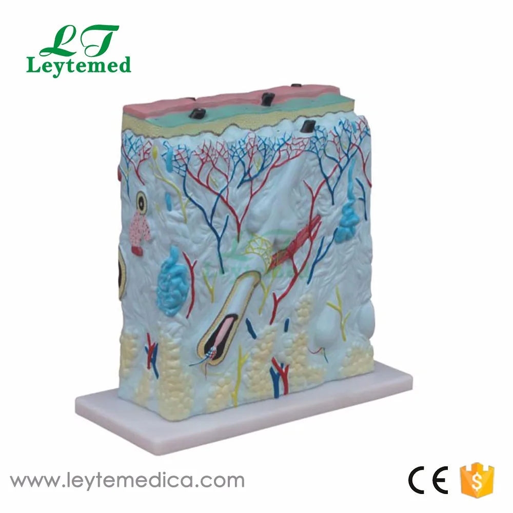 Xc-313 Human Anatomical Plastic Skin Model For Teaching - Buy Fake ...