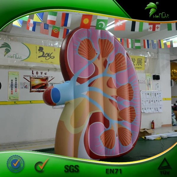 Inflatable Heart Liver Spleen Lung Kidney Balloons