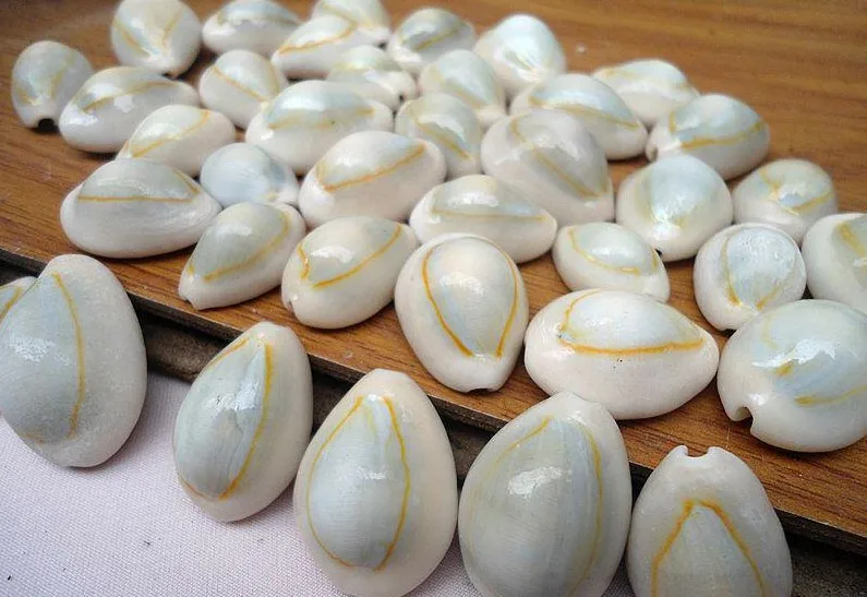 Wholesale Golden Cowrie Shells - Natural Crafts & Jewelry