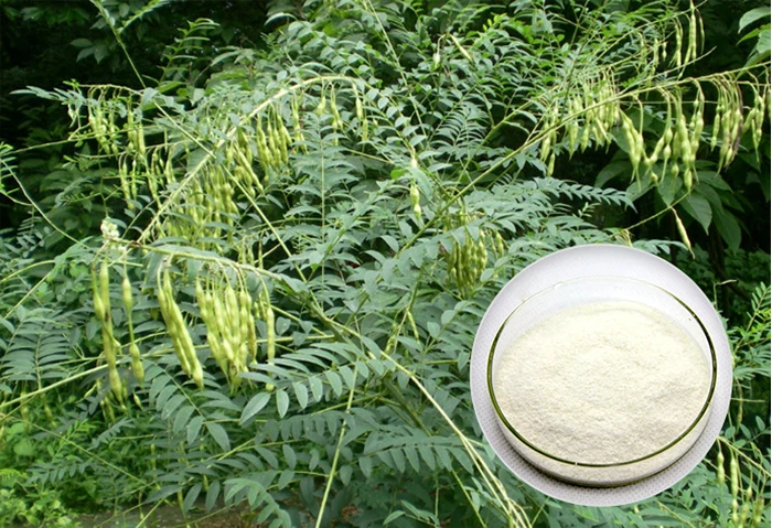 High Quality Natural Herbal Sophorae Flavescentis Radix - Buy Sophorae ...