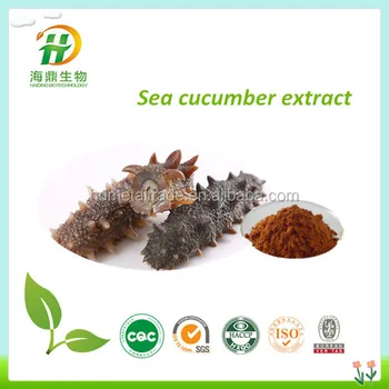 Sea Cucumber Extract,Sea Cucumber Extract Powder - Buy Sea Cucumber ...