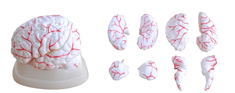Head Anatomy Mode Anatomical Human Brain Model with Arteries XC-308