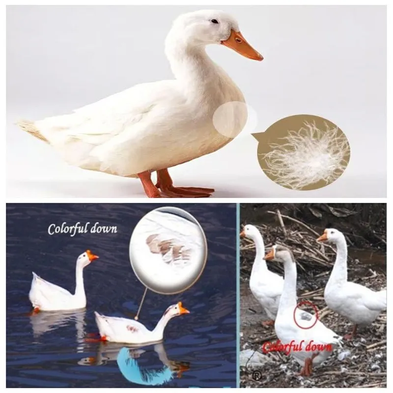 Rds China Factory Filling Material Duck/goose Down Feather 2-4cm For ...