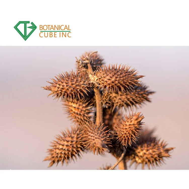 10:1 Fructus Xanthii Siberian Cocklebur Fruit Extract Powder - Buy ...