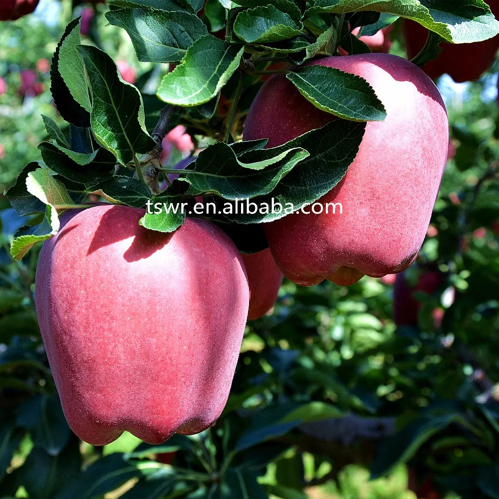 Common Crispy And Sweety Huaniu Apple Red Apple, High Quality Common ...