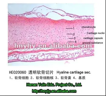 Histology Microscope Prepared Slides,Hyaline Cartilage Sec - Buy ...