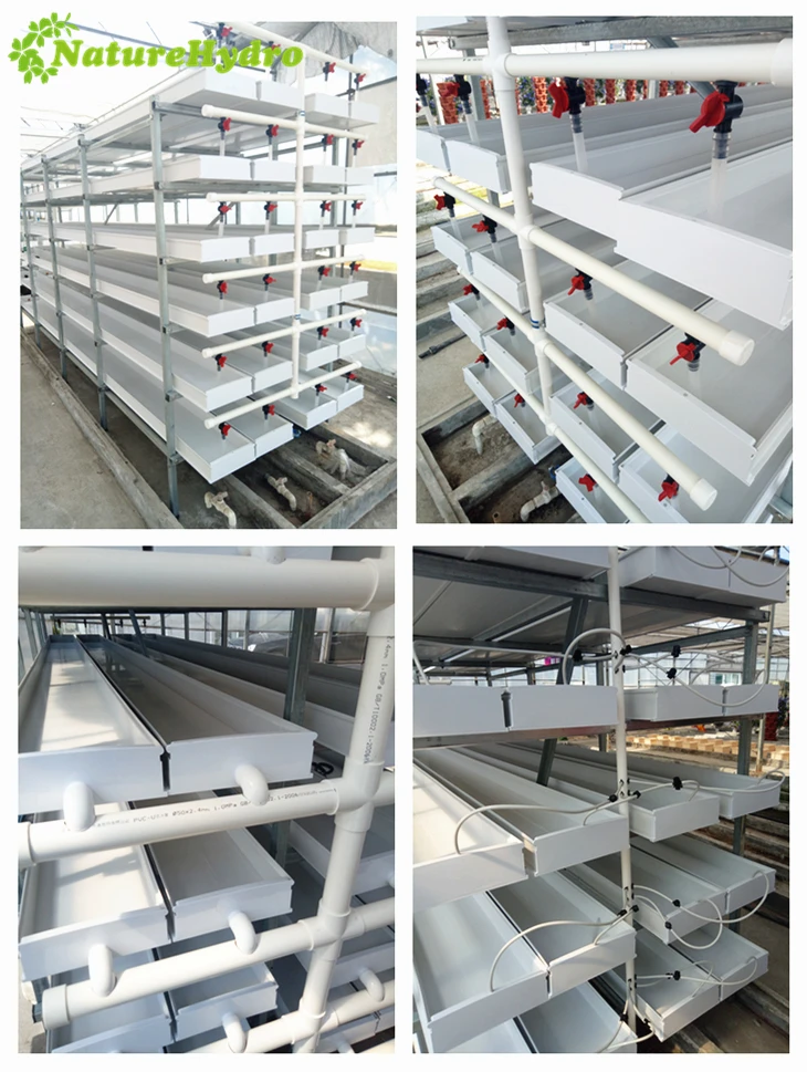 Barley Green Forage Fodder Grow Trays - Hydroponic System