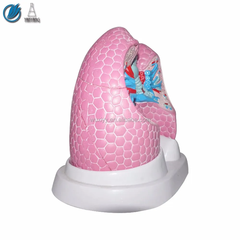 Biology Plastic Human Anatomical Lung Model for Medical Education