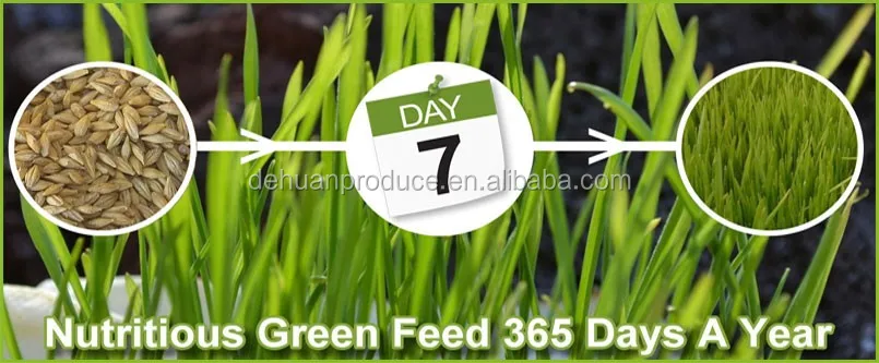 Aquaponic Growing Animal Feed Hydroponics Fodder System - Buy Aquaponic ...