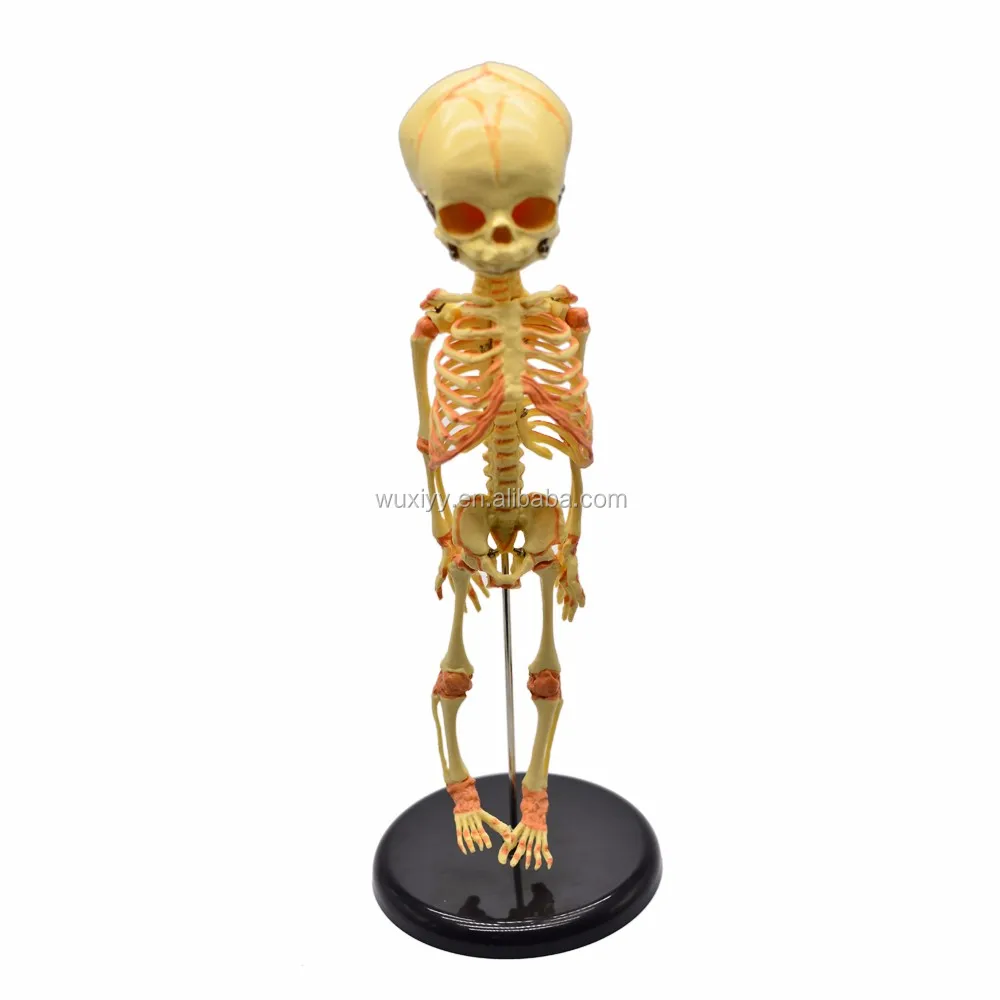 Human Articulated Fetal Skeleton Teaching Model - YANYANG