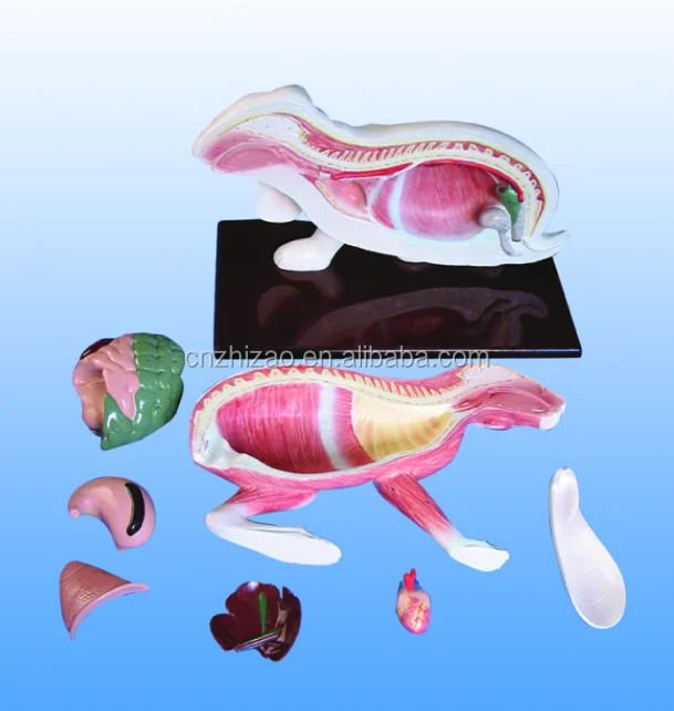 Animal Rabbit Anatomical Model - Detailed Anatomy for Learning