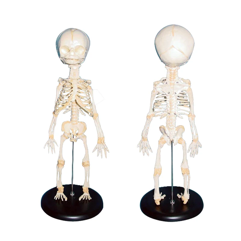 Newborn Baby Skeleton Model - Detailed Anatomical Demonstration