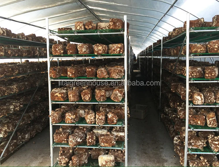 Greenhouse for Mushroom - Durable Steel Frame & PEP Film