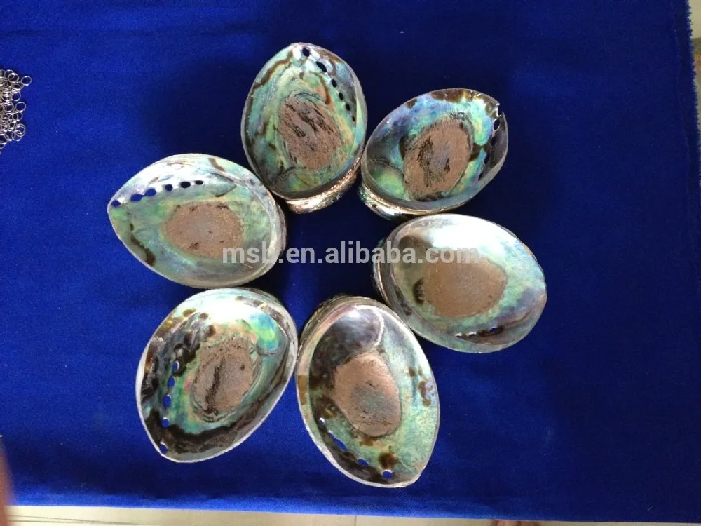 Shop Polished Abalone Shells - Eco-Friendly Decoratives