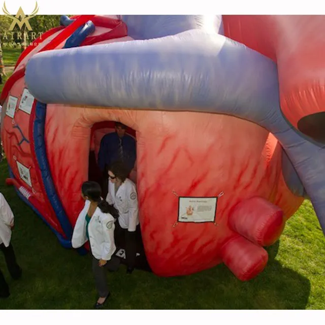 Lifelike Inflatable Heart Body For Exhibition - Buy Inflatable Body ...