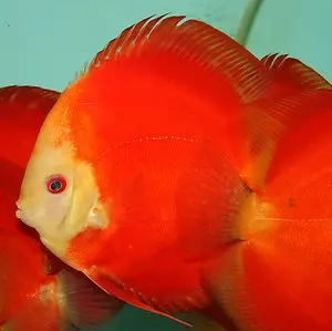 Aquarium Fish Super Red Melon Discus - Buy Discus Fish For Sale ...