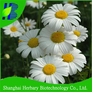 High Germination Rate Pyrethrum Daisy Seeds,Dalmatian Pyrethrum Seeds ...