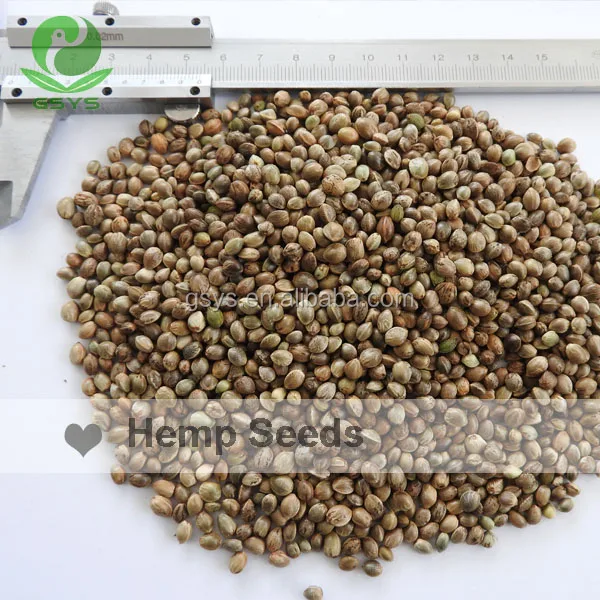 Wholesale Bulk Hemp Seed With Export Hemp Seeds Buy Hemp Seedshemp Seed For Salebulk Hemp
