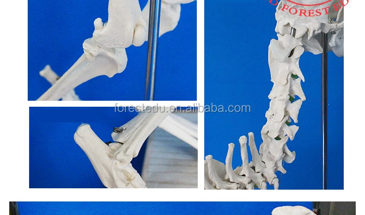Veterinary Model - Anatomical Teaching Skeleton Model