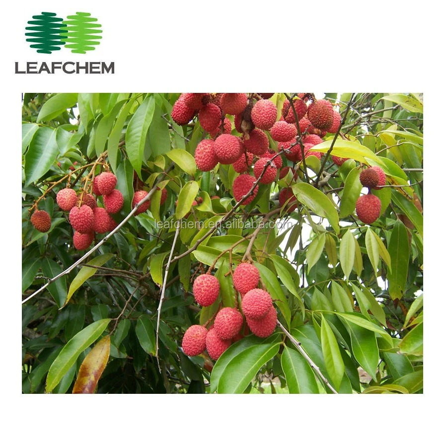 Chinensis Pericarp Shell Extract,Litchi Seed Semen Powder - Buy Litchi ...