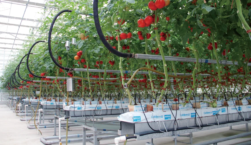 Tomato Bucket Planting System - Buy Tomato Planting System,Tomato ...