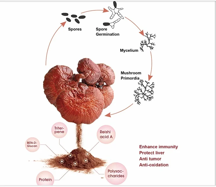 Health Care Supplement 20% Polysaccharide Ganoderma Lucidum Extract ...