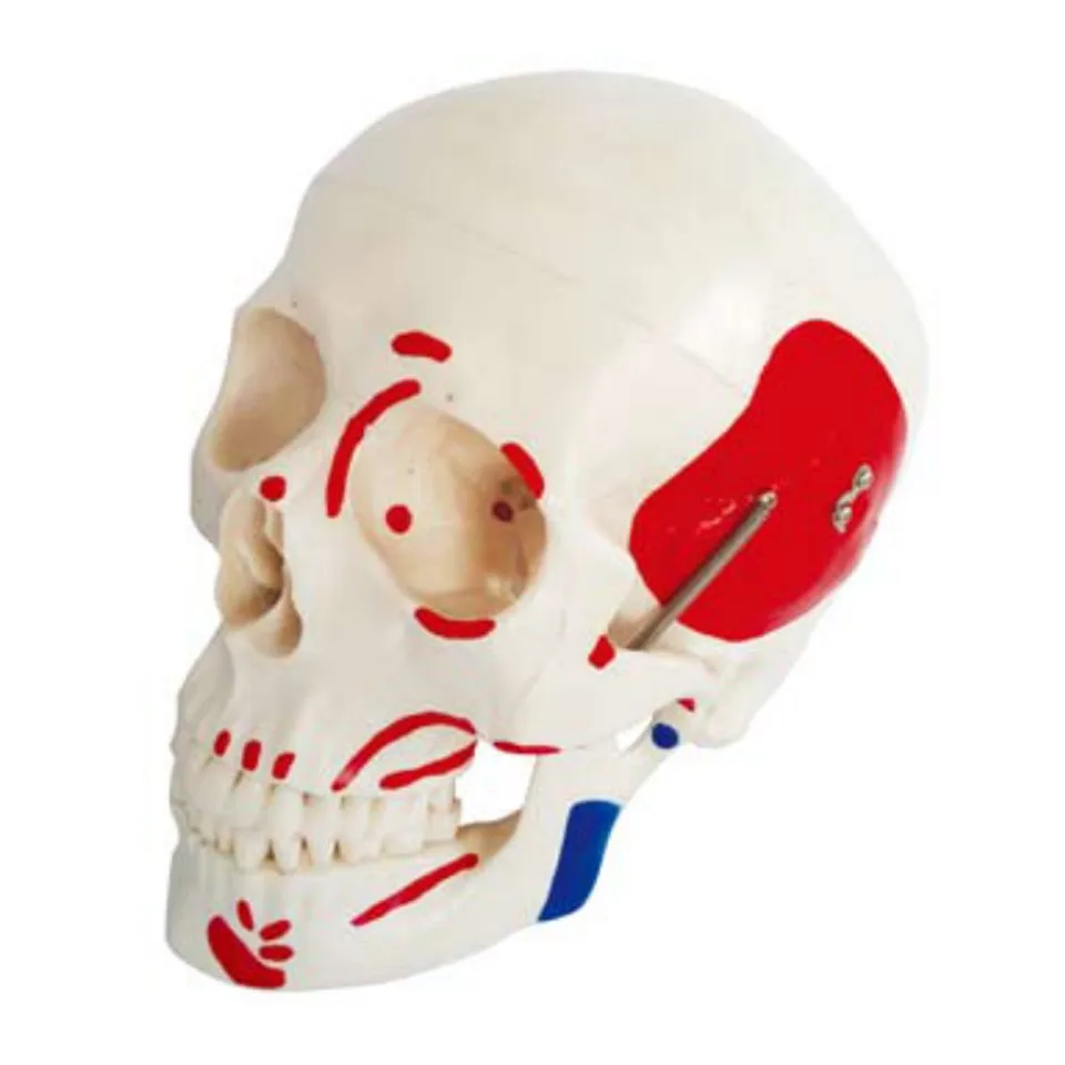 Adult Skull Anatomical Model Life Size Human Skull Model 3 Parts Lab ...