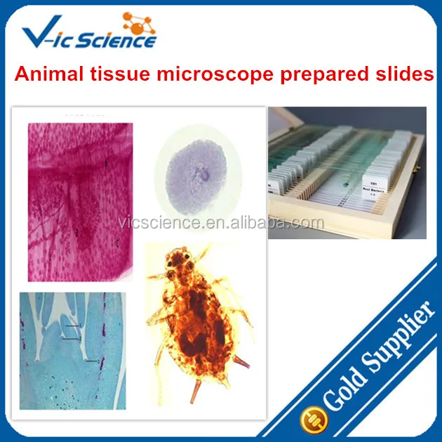 Animal Tissue Microscope Prepared Slides Set Microscope Specimen ...
