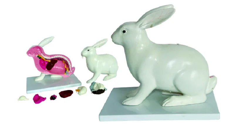 Animal Rabbit Anatomical Model - Detailed Anatomy for Learning