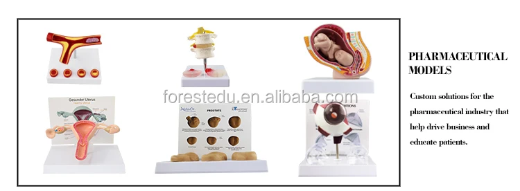 Human Bladder Anatomy Model - Female Pelvis Coronal Section