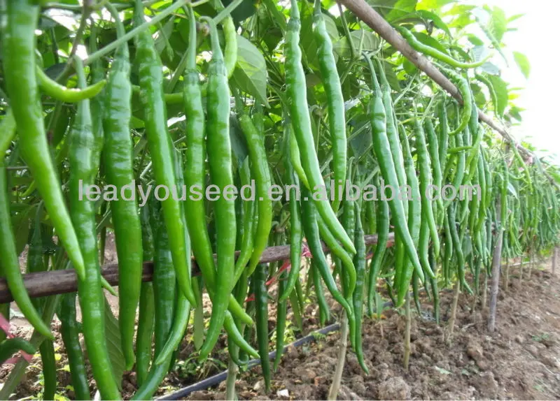 P09 Korea very long f1 hybrid red chilli seeds, hybrid vegetable seeds ...