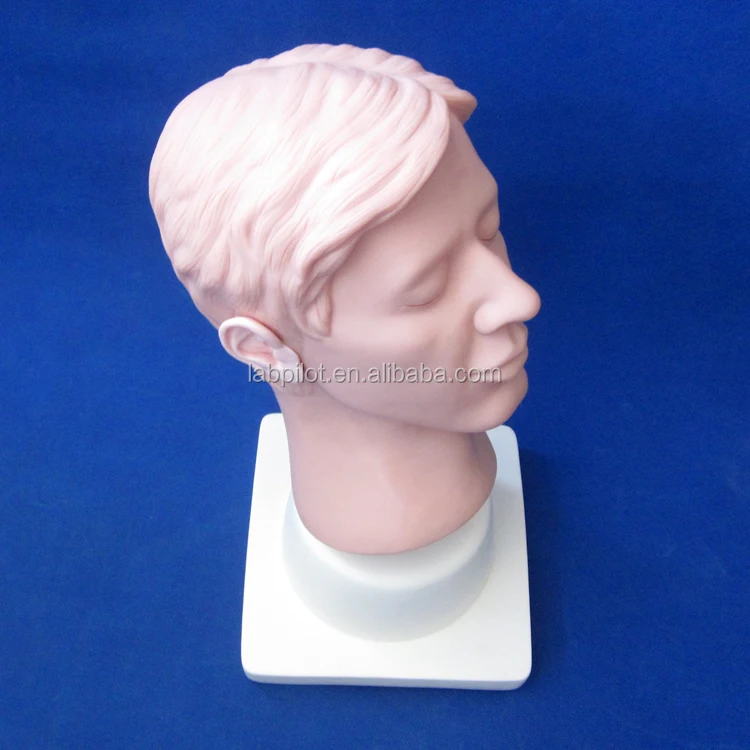 High Quality Ear Irrigation Training Simulator,Ear Washing Model - Buy ...